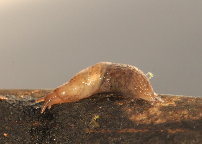 AGRIOLIMACIDAE , Deroceras reticulatum