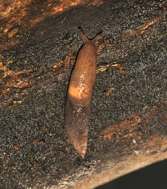 AGRIOLIMACIDAE , Deroceras reticulatum