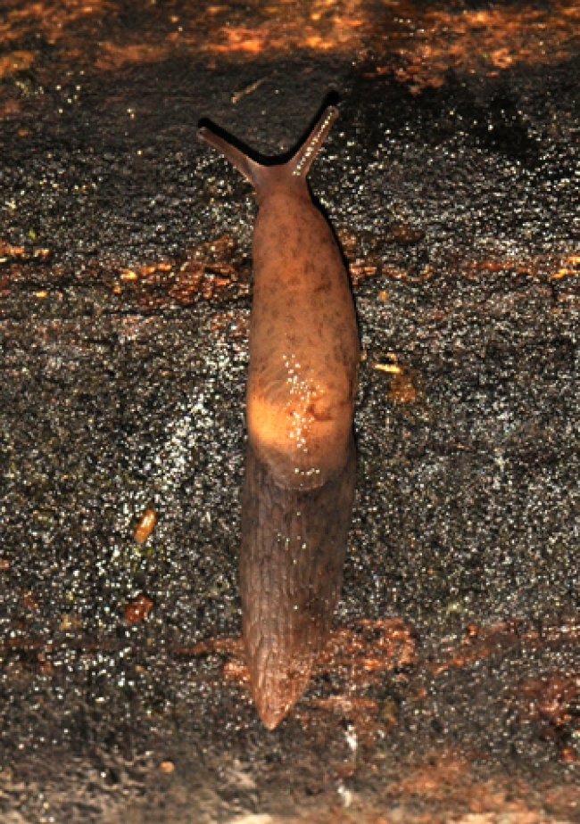 AGRIOLIMACIDAE , Deroceras reticulatum