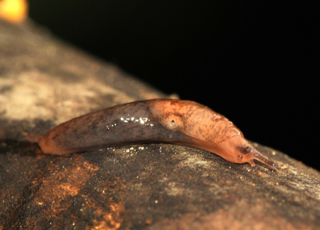 AGRIOLIMACIDAE , Deroceras reticulatum