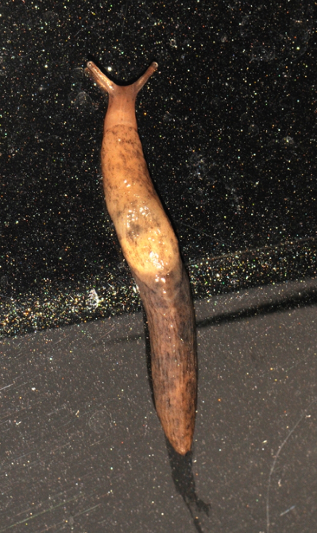 AGRIOLIMACIDAE , Deroceras reticulatum