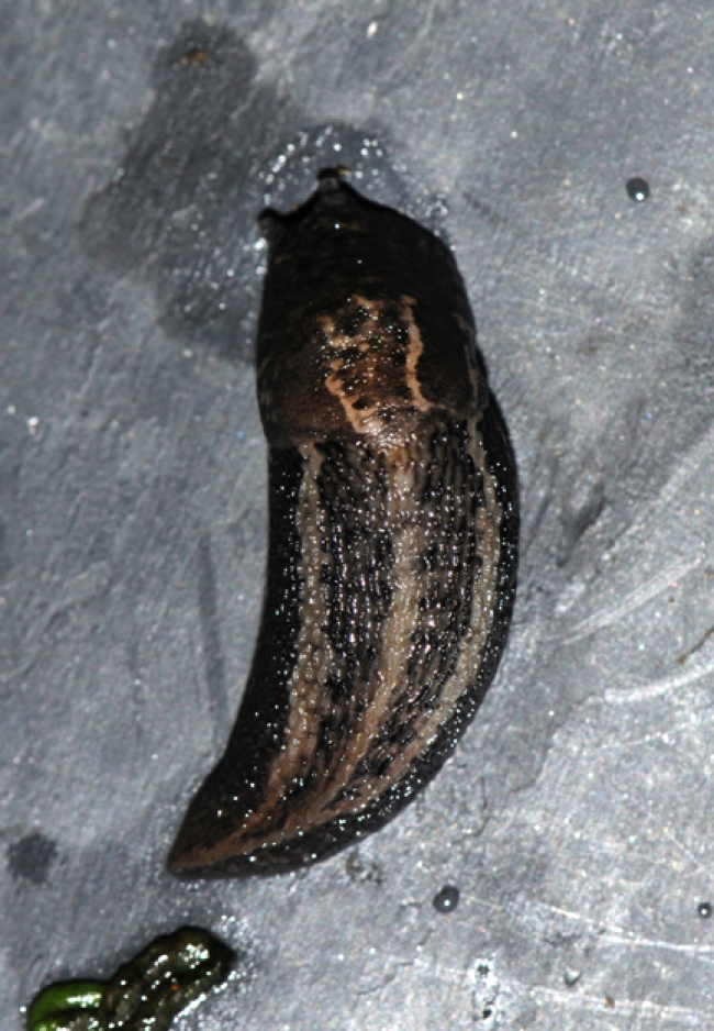 LIMACIDAE , Limax maximus