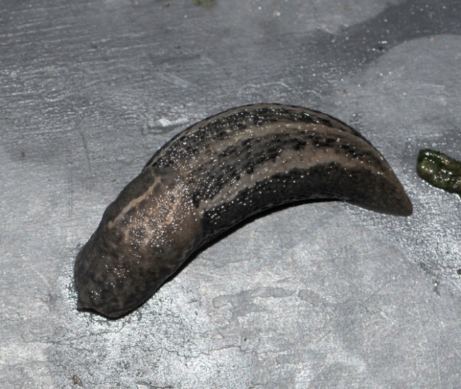 LIMACIDAE , Limax maximus