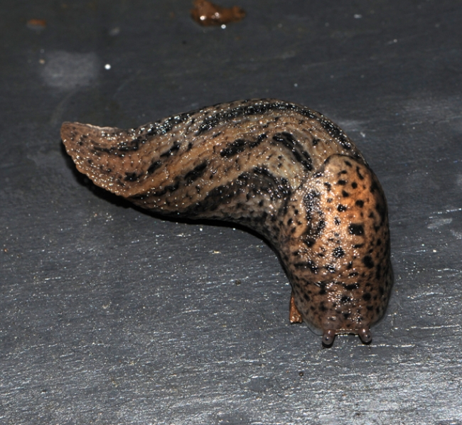 LIMACIDAE , Limax maximus