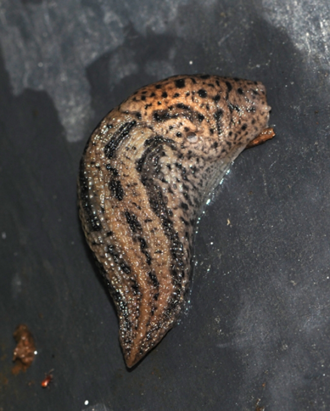 LIMACIDAE , Limax maximus