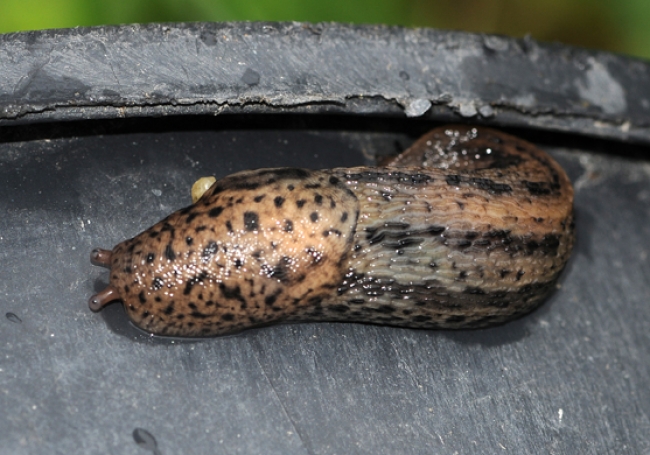 LIMACIDAE , Limax maximus