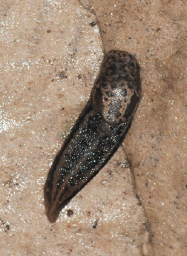 LIMACIDAE , Limax maximus