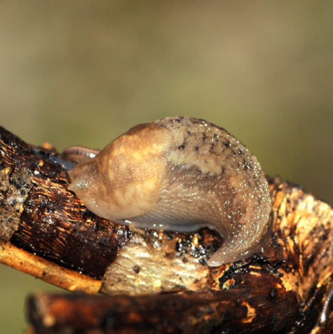 LIMACIDAE , Limax maximus