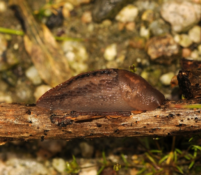 LIMACIDAE , Limax maximus