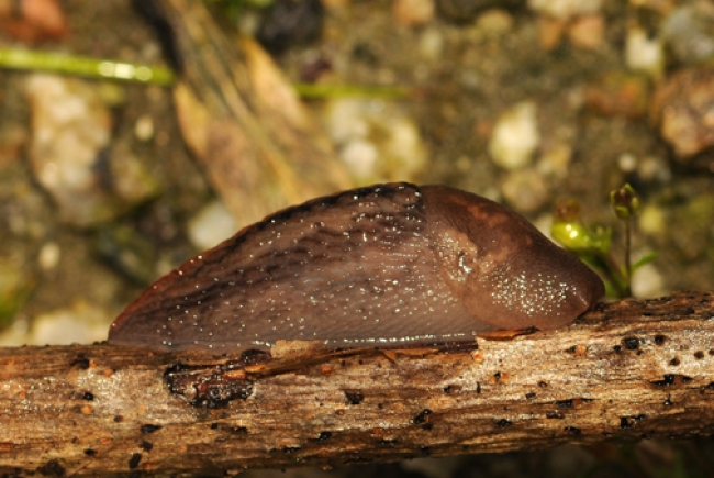 LIMACIDAE , Limax maximus