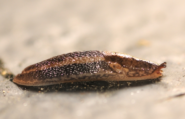 LIMACIDAE , Limax maximus
