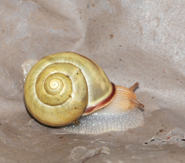 HELICIDAE , Cepaea nemoralis