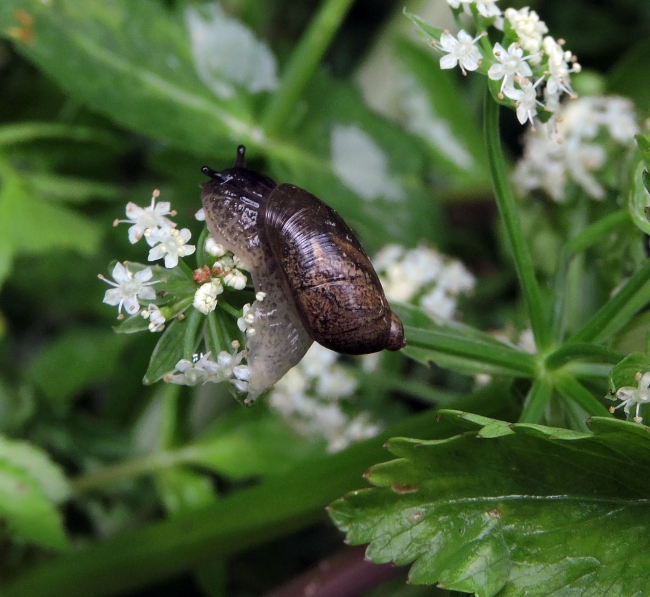SUCCINEIDAE , Succinea sp