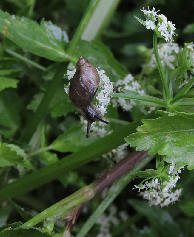SUCCINEIDAE , Succinea sp