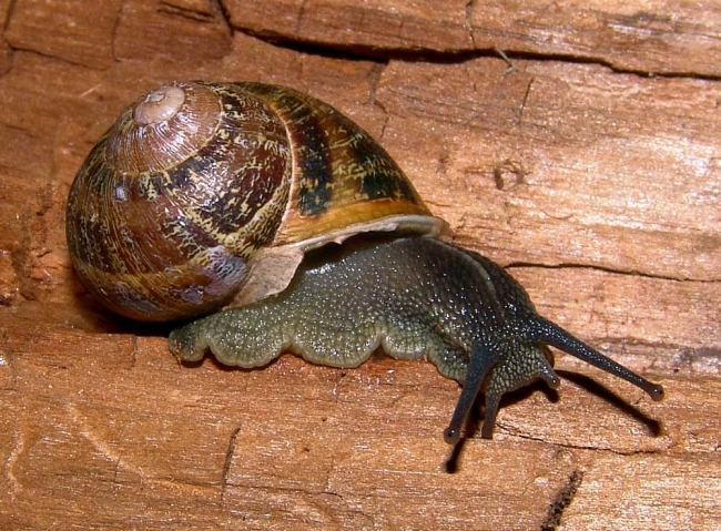 HELICIDAE , Helix aspersa