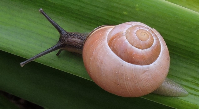 HELICIDAE , Cepaea nemoralis