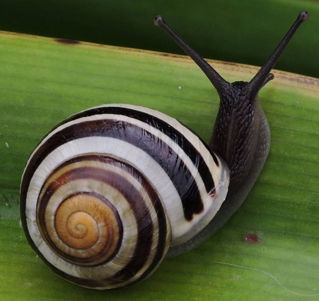 HELICIDAE , Cepaea nemoralis