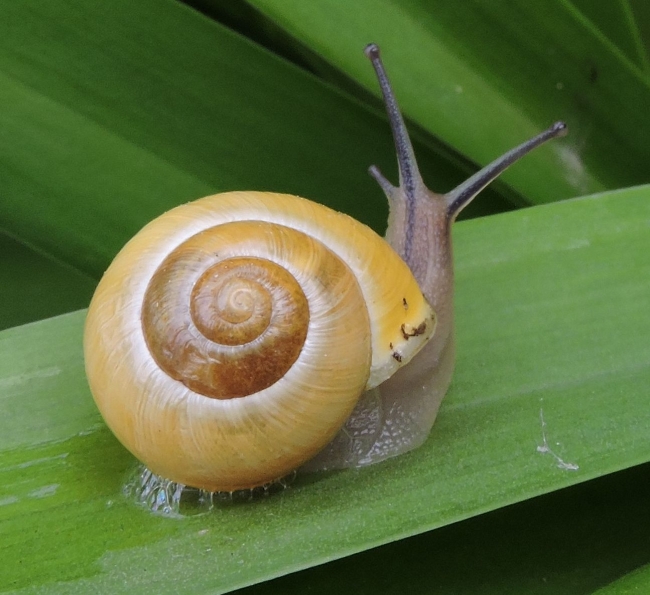 HELICIDAE , Cepaea nemoralis