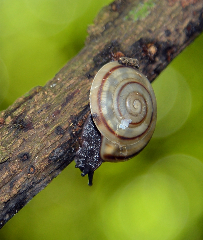 CAMAENIDAE , Obba marginata
