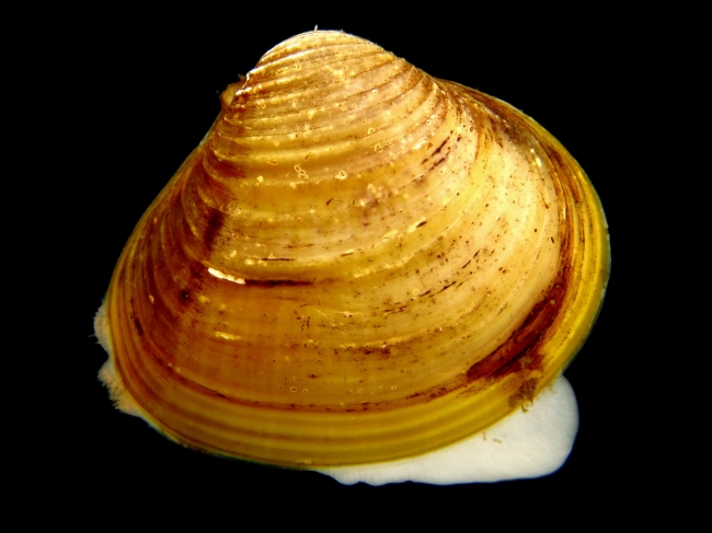 CYRENIDAE , Corbicula fluminea