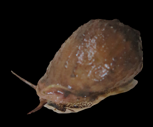 ELLOBIIDAE , Cassidula nucleus