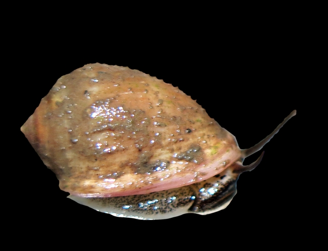 ELLOBIIDAE , Cassidula nucleus