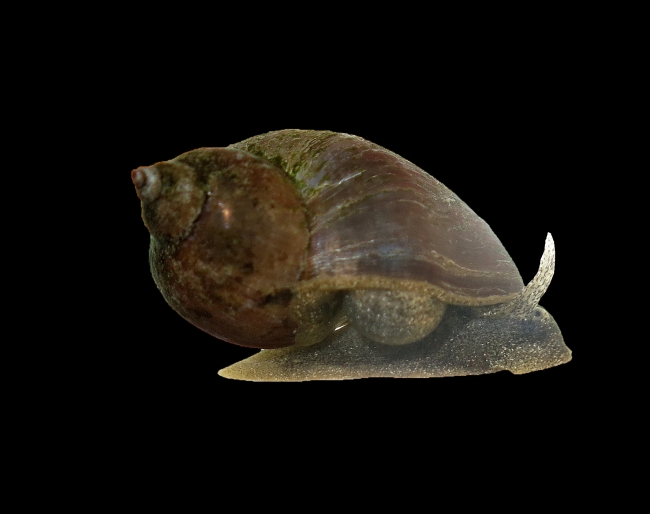 LYMNAEIDAE , Radix swinhoei