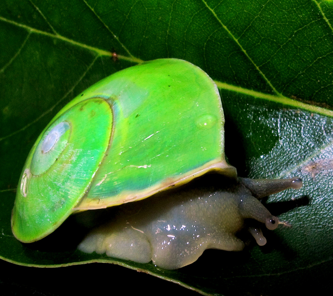 BRADYBAENIDAE , Chloraea almae