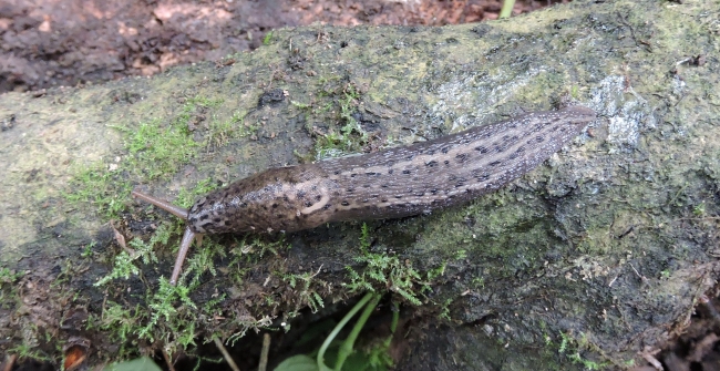 LIMACIDAE , Limax maximus