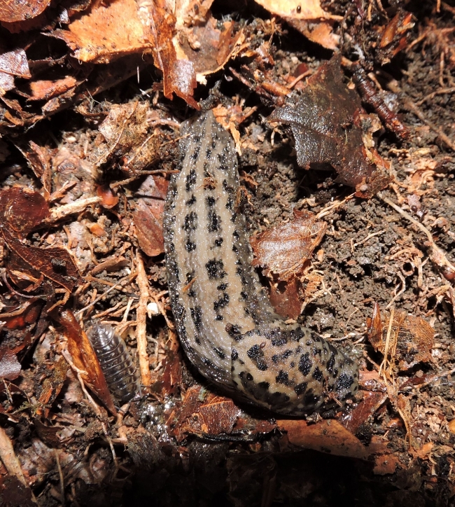 LIMACIDAE , Limax maximus