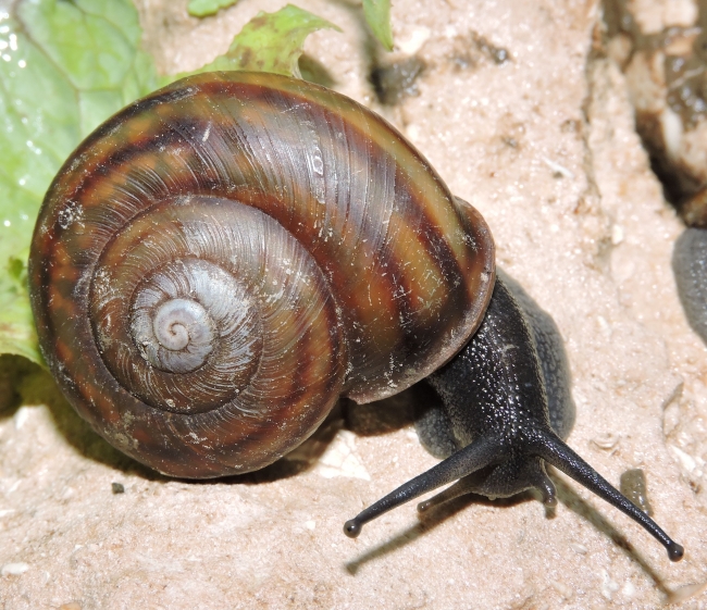 ESCARGOT ??? , Genus species