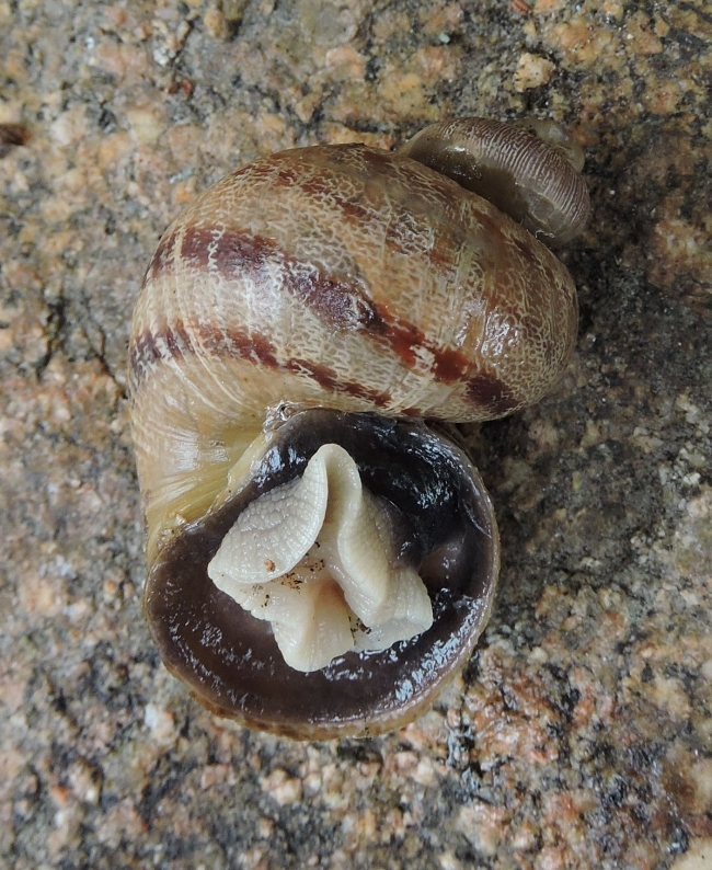HELICIDAE , Cornu aspersum "maximum"