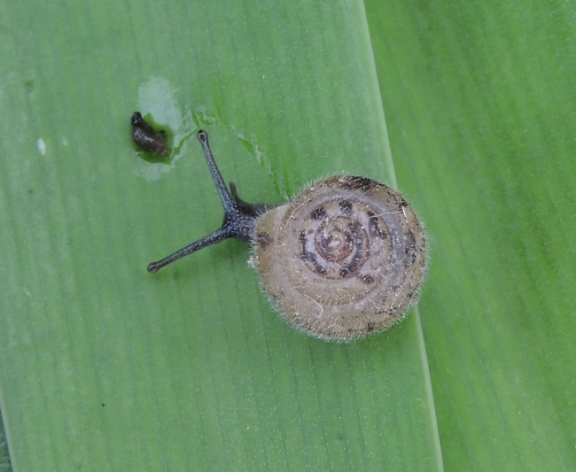 HYGROMIIDAE , Trochulus hispidus