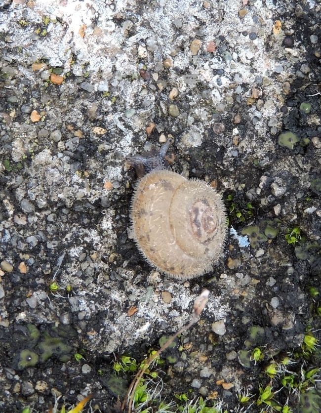 HYGROMIIDAE , Trochulus hispidus