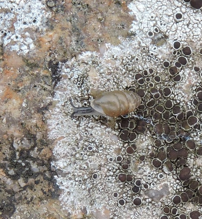 LAURIIDAE , Lauria cylindracea