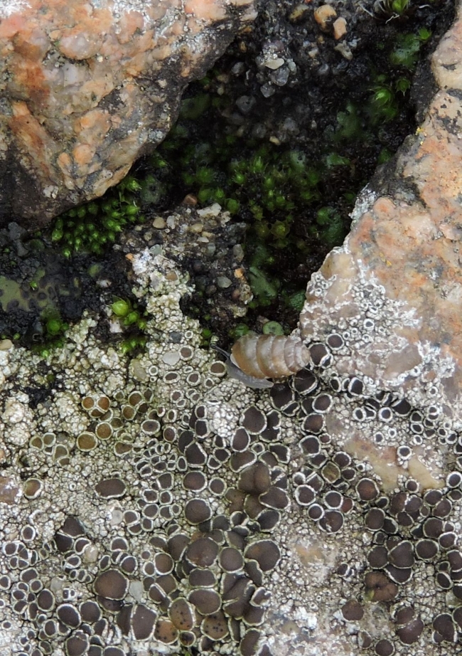 LAURIIDAE , Lauria cylindracea