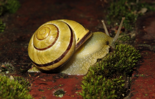 HELICIDAE , Cepaea nemoralis