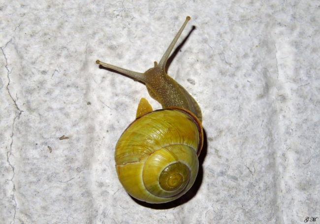 HELICIDAE , Cepaea nemoralis