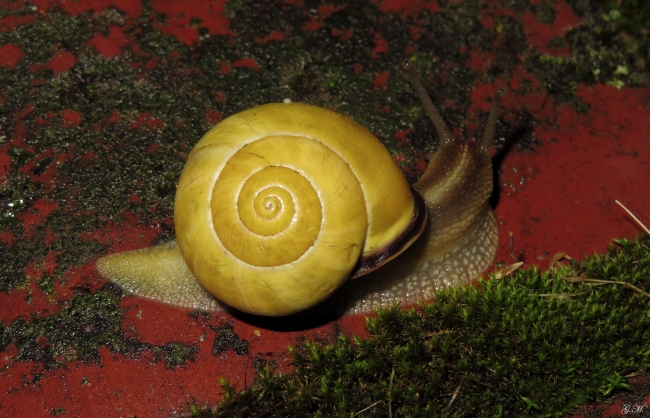 HELICIDAE , Cepaea nemoralis