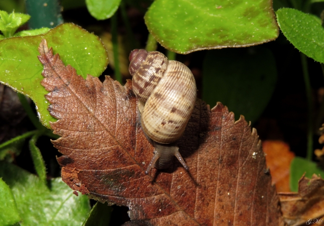 POMATIIDAE , Pomatias elegans