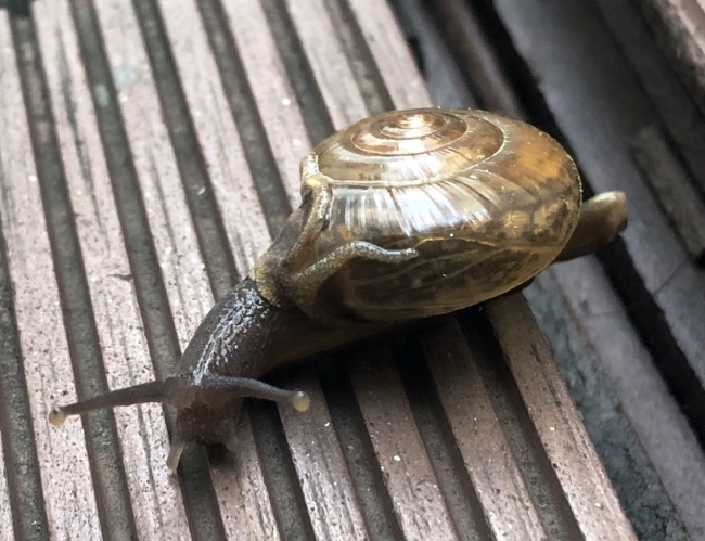 ARIOPHANTIDAE , Macrochlamys crebristriata