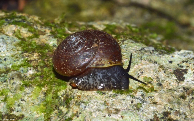 HELICINIDAE , Alcadia rufa