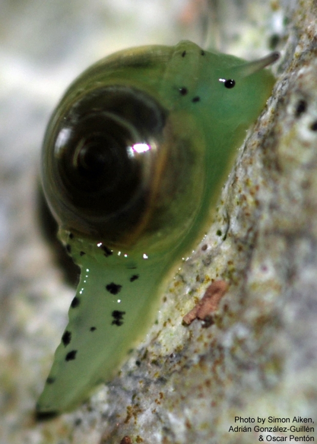 PROSERPINIDAE , Proserpina depressa