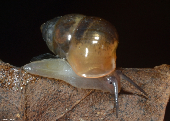 PUPINIDAE , Pupina crosseana
