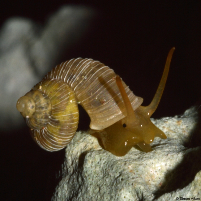 ANNULARIIDAE , Annularisca yunquensis