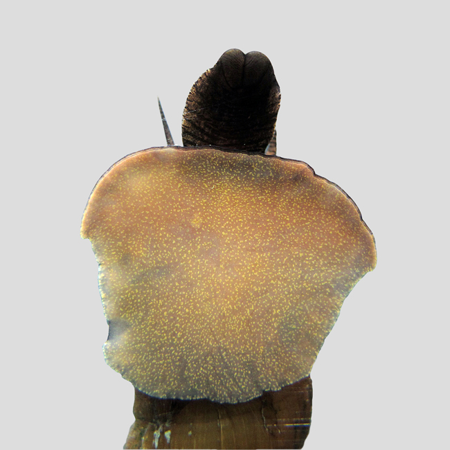 THIARIDAE , Stenomelania species 001