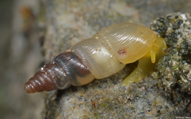 ACHATINIDAE , Allopeas gracile