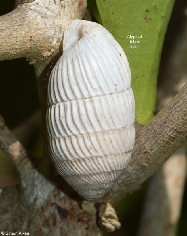 CERIONIDAE , Cerion aguayoi