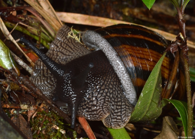 ACAVIDAE , Helicophanta magnifica