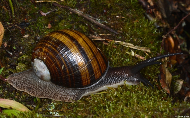 ACAVIDAE , Helicophanta magnifica